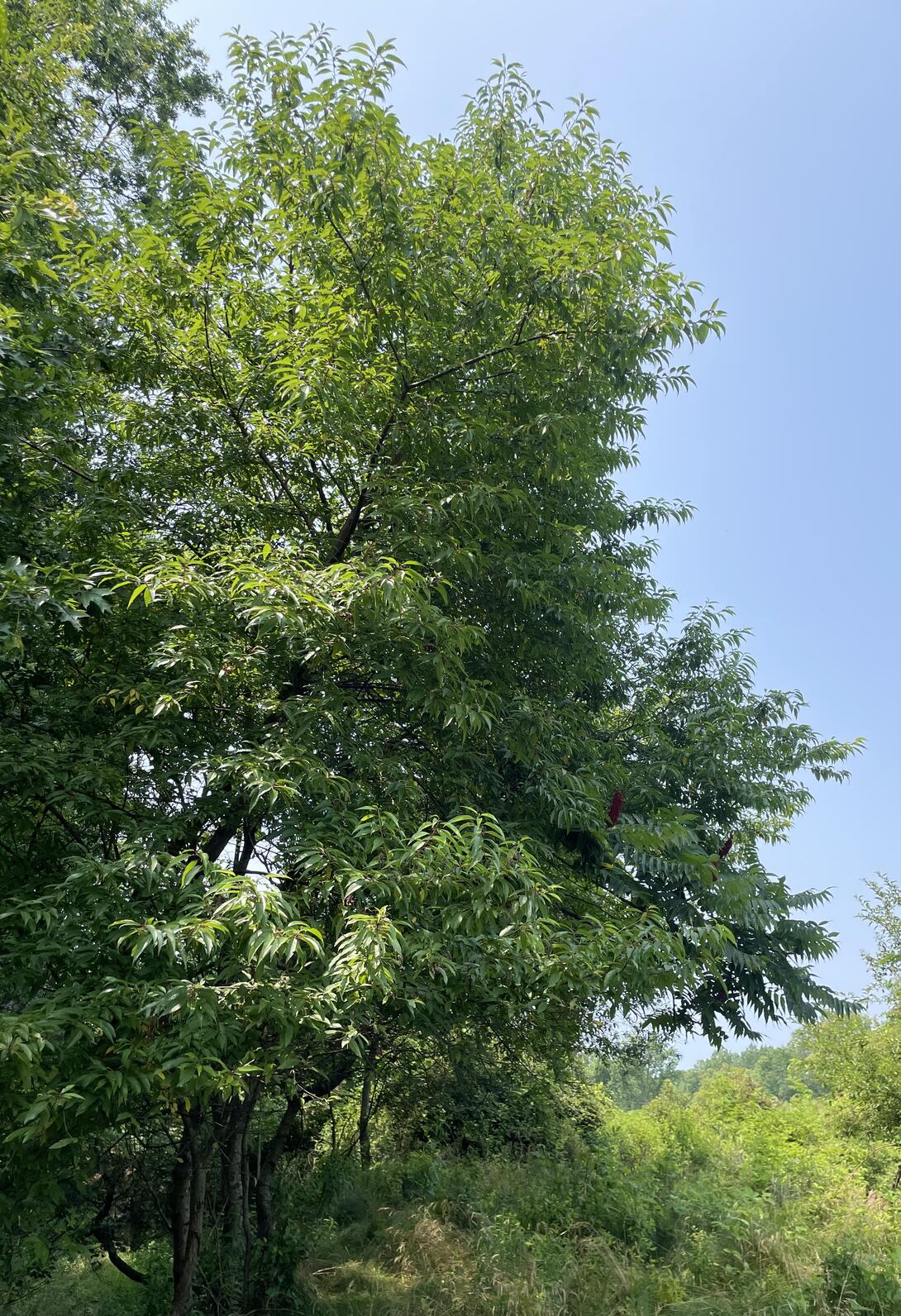 Pin Cherry | CMP Tree Selection Tool